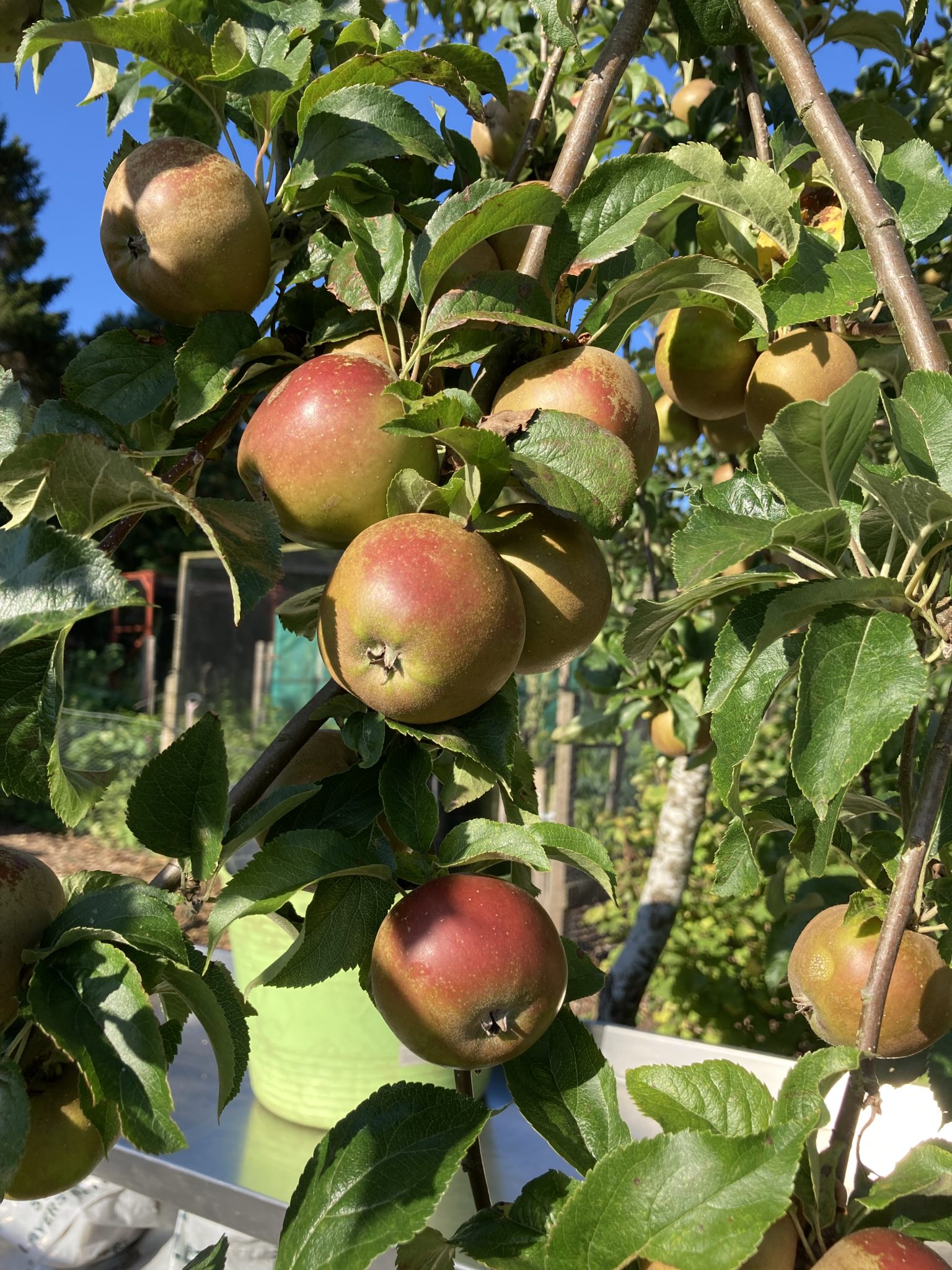 Climate Action Fife | A Fruit Tree for Every Garden in Fife Climate Action Fife | A Fruit Tree for Every Garden in Fife