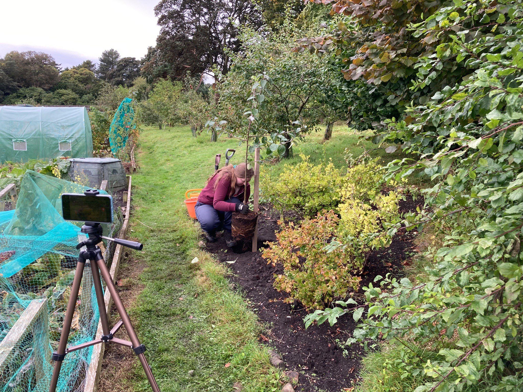 Climate Action Fife | Fruit tree planting and care guide